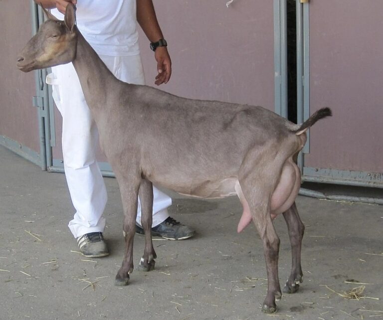 Sable Goat - Breed Profile - Goat Journal